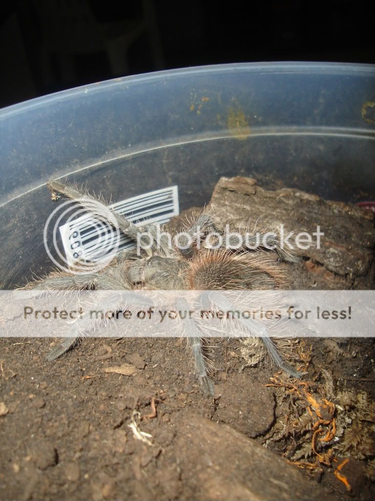 Potenton's Album | Reptile Forums