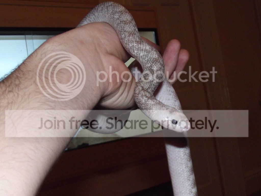 My new ghost bullsnakes het for snow | Reptile Forums