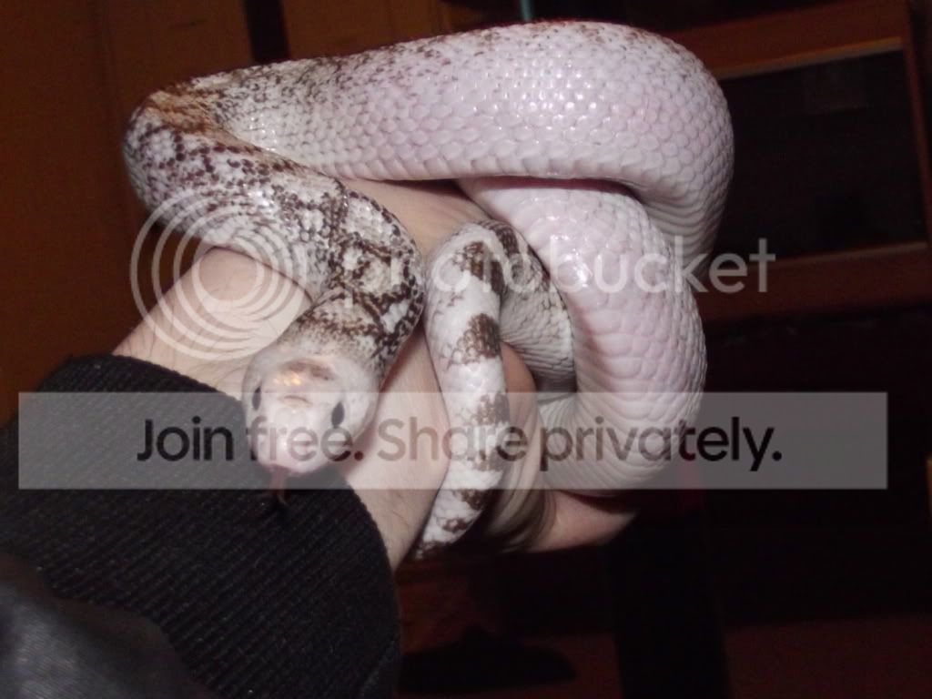 My new ghost bullsnakes het for snow | Reptile Forums