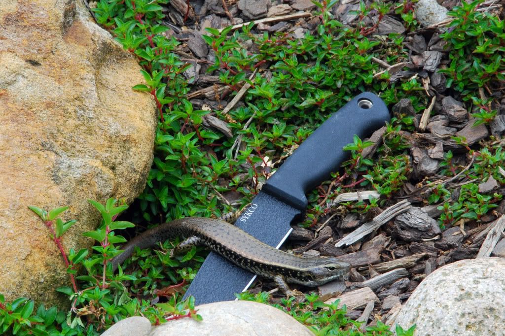 Knives and Lizards... | The FAL Files