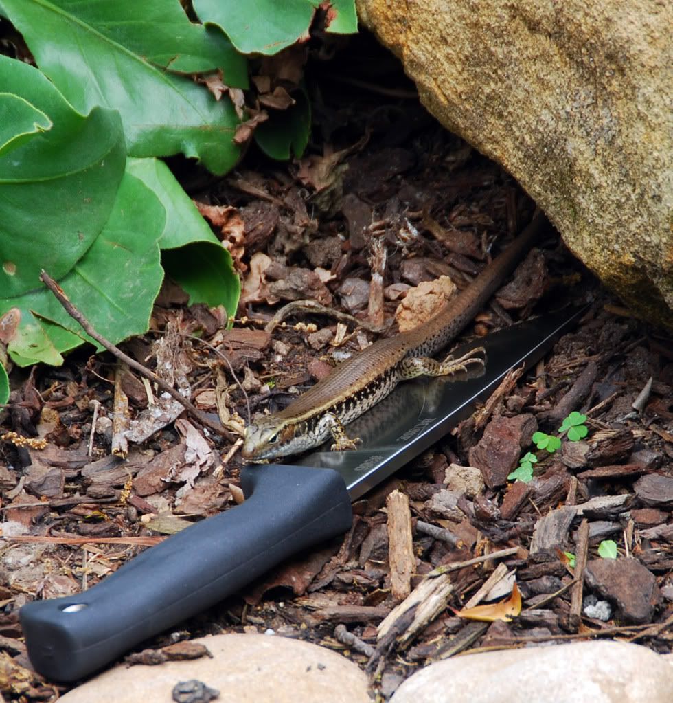 Knives and Lizards... | The FAL Files